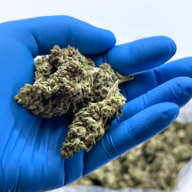 THC-A Flower Forbidden Fruit - 1/2lb | Blue Moon Hemp Wholesale